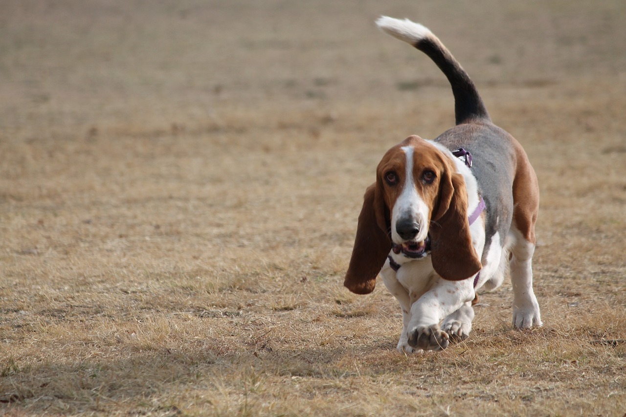 Basset Hound: Descubre la Historia y el Carácter de este Perro ...
